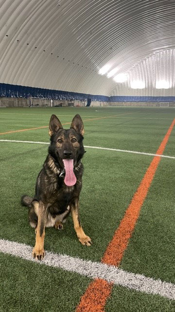 K9 Walk at Thompson Park – West St. Paul Reader